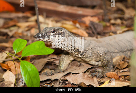 Philippines, Palawan, a monitor lizard in Puerto Princesa Subterranean ...
