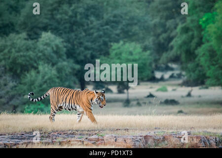 A roar and charge by a tigress Stock Photo - Alamy
