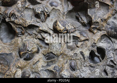 seashells in concrete Stock Photo - Alamy