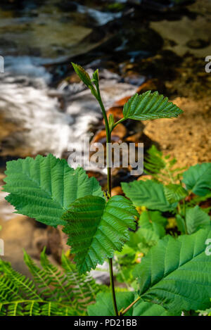 Young, fresh green leaves of alder tree (Alnus glutinosa) in April ...