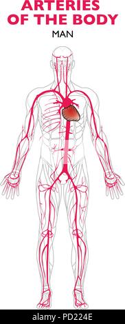 Anatomy of arteries. Structure of blood vessel. Close-up of artery ...