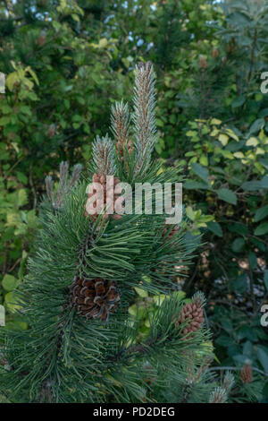Pinecones in the early stages of the growth Stock Photo - Alamy