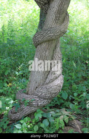 Vine wrapped around tree trunk Stock Photo - Alamy