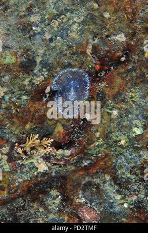 Translucent flatworm on colorful rock face. It looks like decorated ...