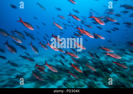 Cocos Island, Costa Rica, underwater sea life, diver, fish, mexican hog ...