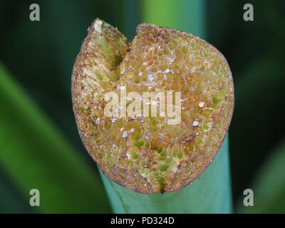 Cross-section of a rose plant stem Stock Photo - Alamy