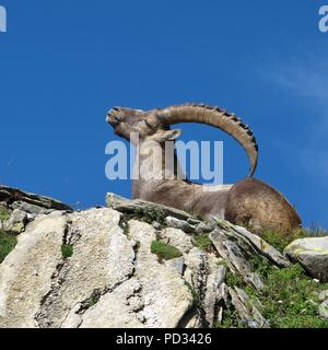 Lying alpine ibex scratching his back with his horns Stock Photo - Alamy