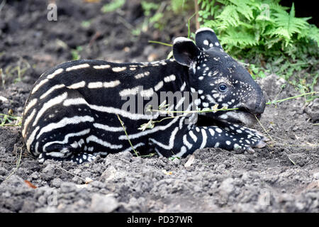 Malayan Tapir with cub / Tapirus indicus Stock Photo - Alamy