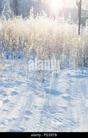 Frozen dry wild meadow grass growing on Mount Demerdzhi in snow winter ...