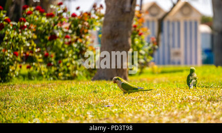 green parrot on a juicy green grass, wild birds in a park in the city ...