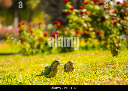 green parrot on a juicy green grass, wild birds in a park in the city ...