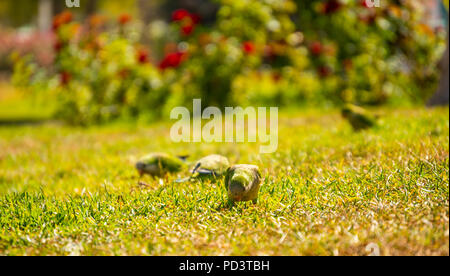 green parrot on a juicy green grass, wild birds in a park in the city ...