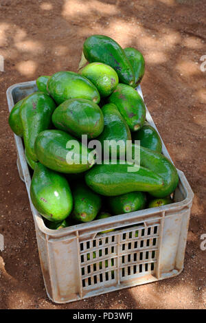 A whole Cuban avocado Stock Photo - Alamy