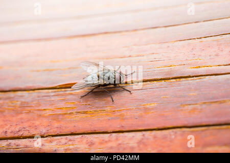 Drosophila Fly Insect on Wooden Wall Background Stock Photo - Alamy
