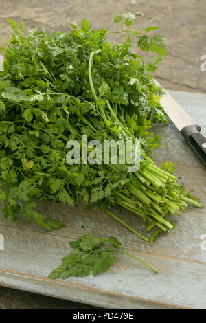 preparing fresh chervil herb in a bunch Stock Photo - Alamy