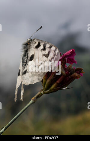 Apollo butterfly (Parnassius apollo). This butterfly is native to the ...