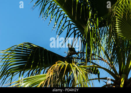 green parrot on a spreading palm tree, wild birds on a tree in the park ...