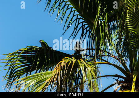 green parrot on a spreading palm tree, wild birds on a tree in the park ...