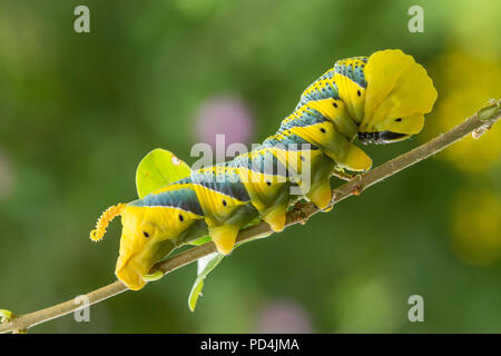 Acherontia atropos, Animal, Insect, Moth, Hawk Moth, Switzerland ...