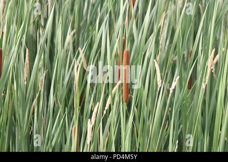 Cattail stalks (Typha latifolia) with both male (yellow) and female ...