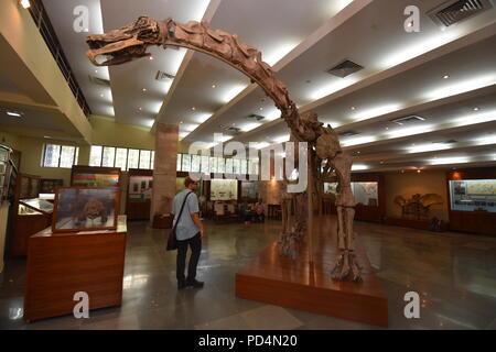 Fossilized Barapasaurus tagorei skeleton, Geology Museum, ISI, Kolkata ...