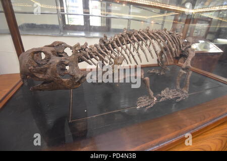 Fossilized Rhynchosaur skeleton, Geology Museum, ISI, Kolkata Stock ...