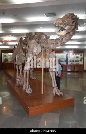 Fossilized Barapasaurus tagorei skeleton, Geology Museum, ISI, Kolkata ...