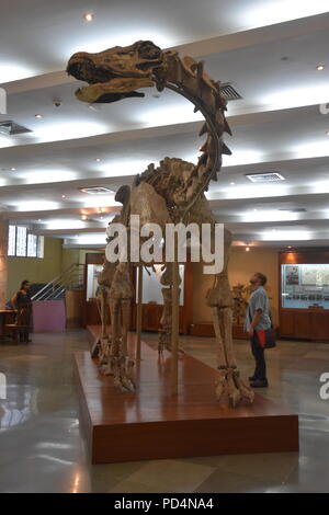 Fossilized Barapasaurus tagorei skeleton, Geology Museum, ISI, Kolkata ...