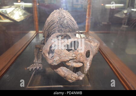 Fossilized Rhynchosaur skeleton, Geology Museum, ISI, Kolkata Stock ...