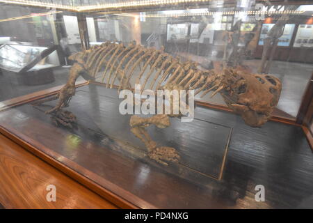 Fossilized Rhynchosaur skeleton, Geology Museum, ISI, Kolkata Stock ...