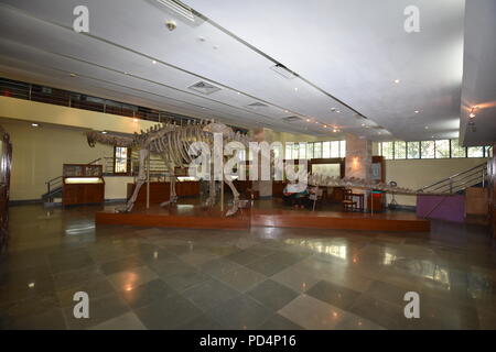 Fossilized Barapasaurus tagorei skeleton, Geology Museum, ISI, Kolkata ...
