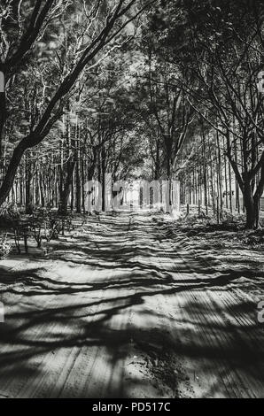 Unpaved farm road surrounded by trees. Dirt road. Shadow of the trees ...