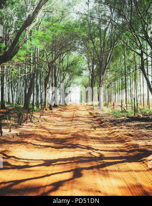 Unpaved farm road surrounded by trees. Dirt road. Shadow of the trees ...