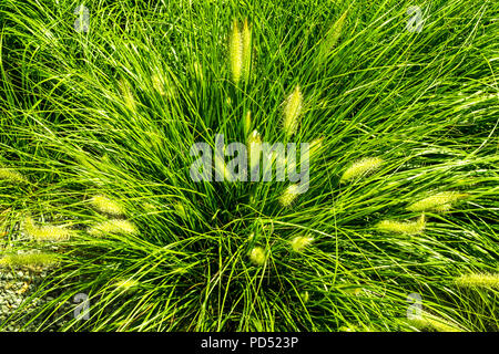 A natural background for further graphic designs Stock Photo - Alamy