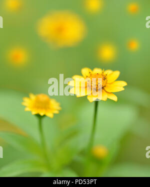 Macro shot of tiny yellow wild flowers in a pasture Stock Photo - Alamy