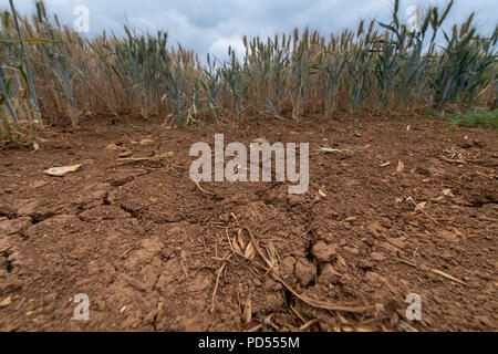 Barley growing on ground suffering from drought, with cracks in the ...