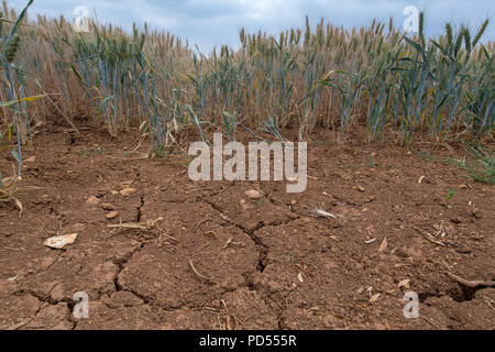 Barley growing on ground suffering from drought, with cracks in the ...