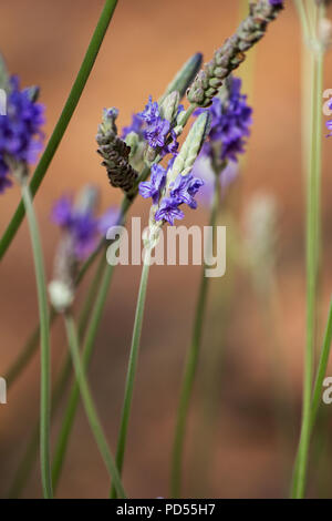 Fernleaf lavender, Fern leaf lavender lavandula multifida on natural ...