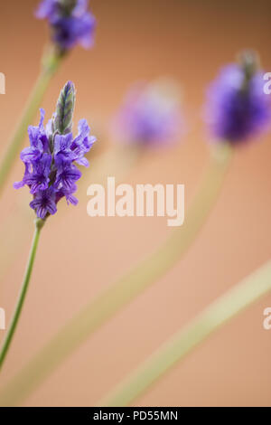 Fernleaf lavender (lavandula multifida) flower Stock Photo - Alamy