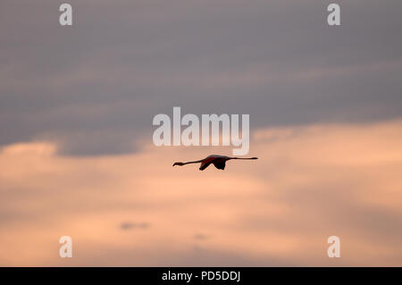 Great Flamingo - Flight under the storm- Phoenicopterus roseus Flamant ...