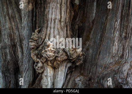 Giant ahuehuete cypress tree and church at Santa Maria del Tule, near ...