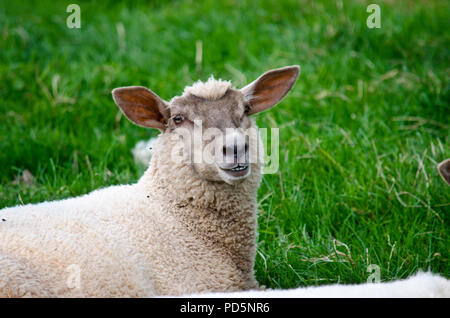 Sheep showing teeth Stock Photo - Alamy