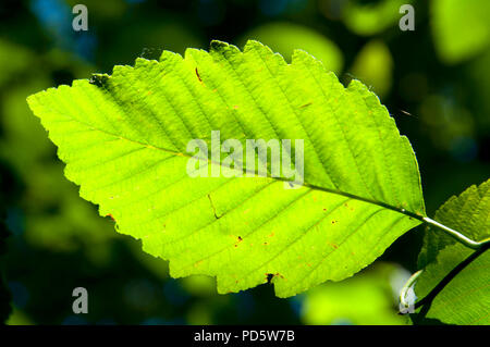 Red alder leaf, Mary S Young State Park, Oregon Stock Photo - Alamy