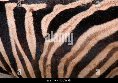 Zebra, Oregon Zoo, Washington Park, Portland, Oregon Stock Photo - Alamy