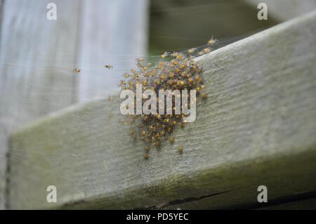 Cluster of Garden Spider (Araneus diadematus) web with spider babies ...