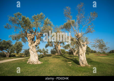 Landscape with trees group Stock Photo - Alamy