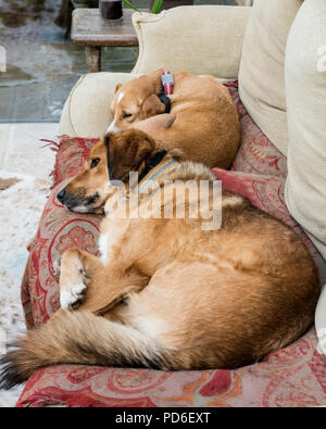 Two dogs sleeping together on lounge chair outdoors, pet care concept ...
