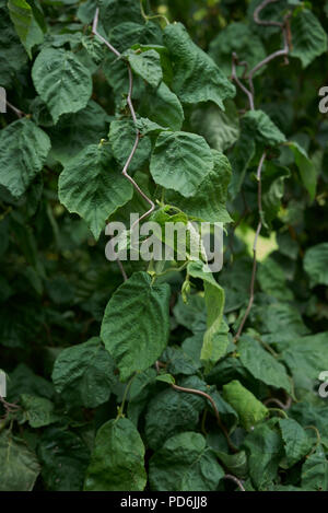 Corylus avellana 'Contorta, Contorted Filbert,Harry Lauder's Walking ...