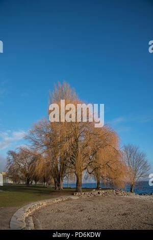 Trees in winter, Neuchatel town, Switzerland, Europe Stock Photo - Alamy