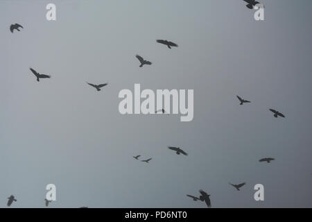 Crows flying in mist Stock Photo - Alamy